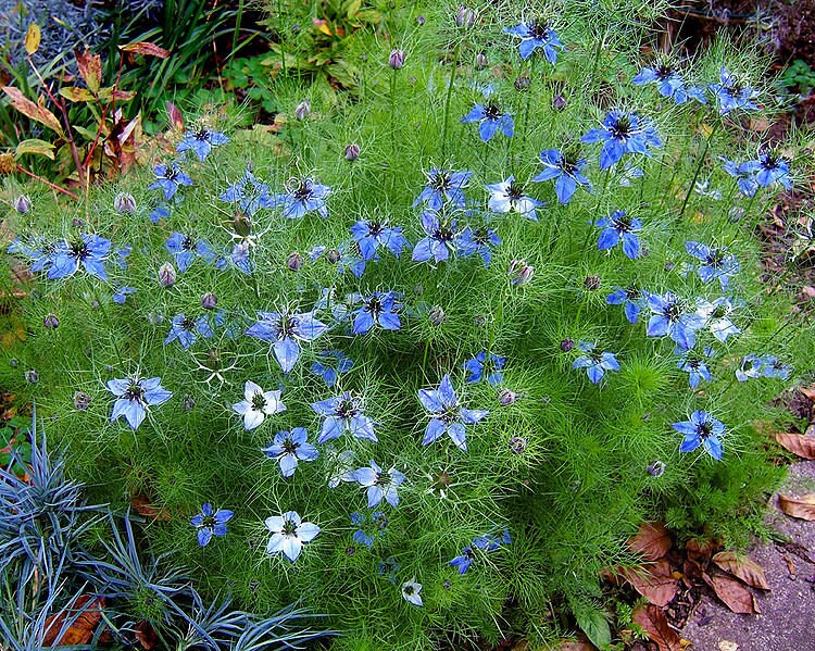 500 LOVE IN A MIST Miss Jekyll Blue Fennel Flower Nigella - Etsy