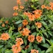 10 ORANGE MARMALADE CROSSANDRA Infundibuliformis Firecracker Flower ...