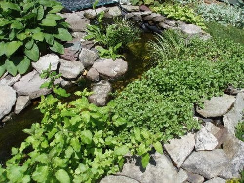 1000 Fine Curled PEPPERGRASS / PEPPERCRESS / WATERCRESS - Etsy