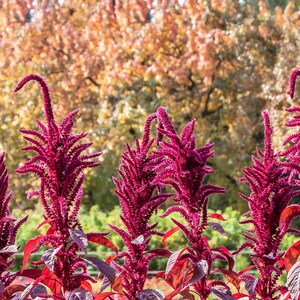 100 Tricolor EARLY SPLENDOR AMARANTHUS Hypochondricus Flower Seeds comb ...