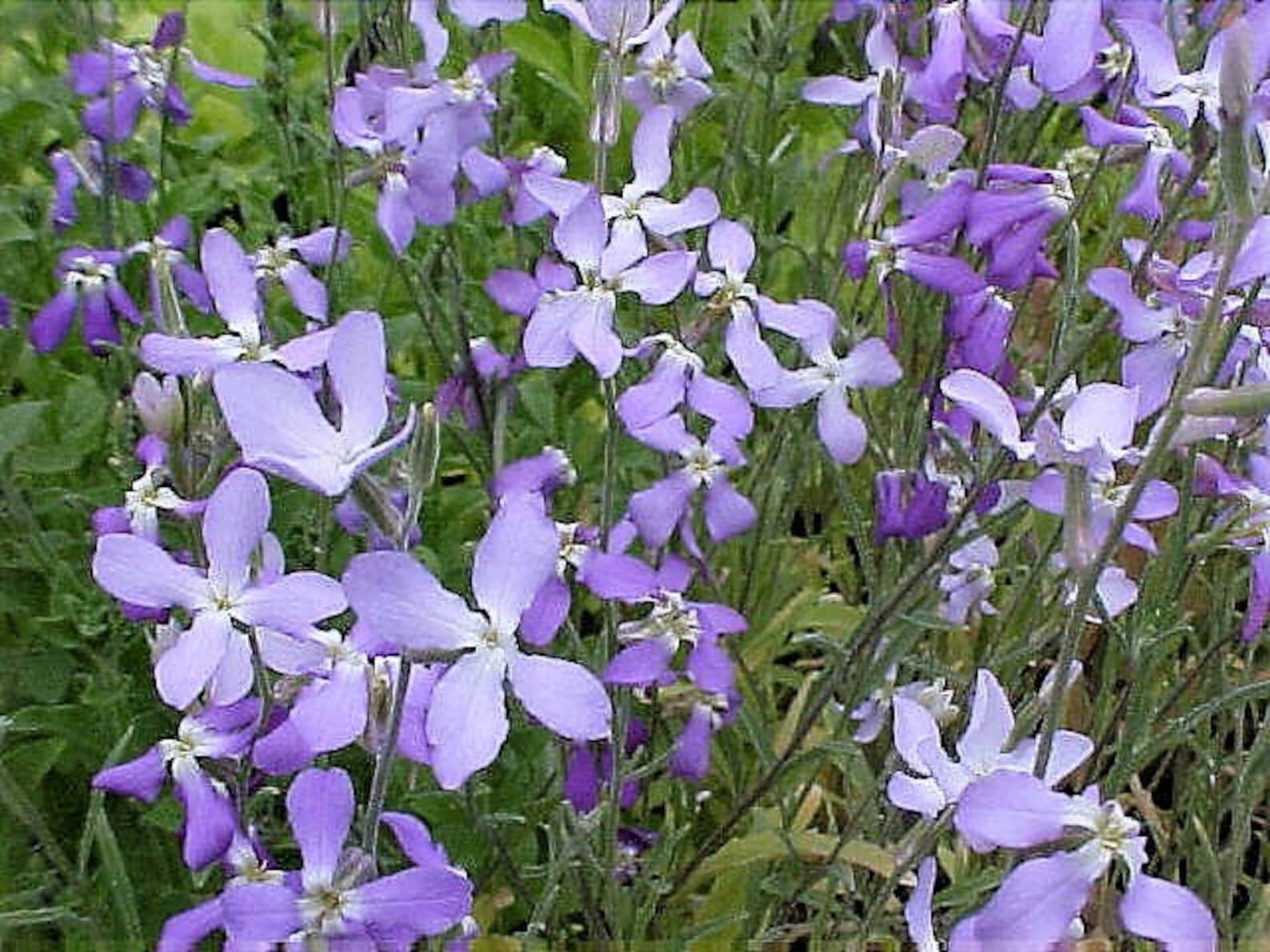 500 EVENING Night SCENTED STOCK Matthiola Bicornis Flower | Etsy