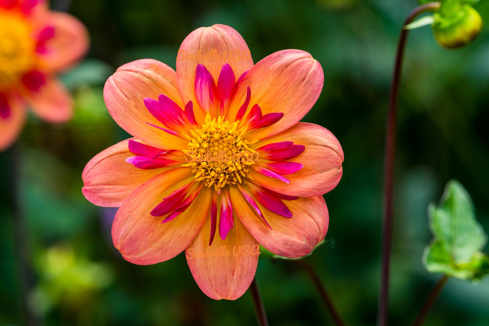 50 MIXED COLLARETTE DAHLIA Variabilis Two Tone Mix of Red Pink Purple ...
