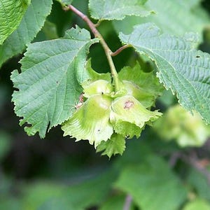 5 AMERICAN HAZELNUT TREE Aka Filbert Corylus Americana Fruit Nut Seeds ...