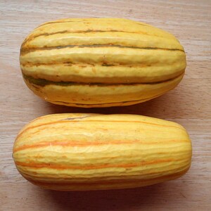 50 DELICATA SQUASH Striped Sweet Potato Cucurbita Pepo Vegetable Seeds ...