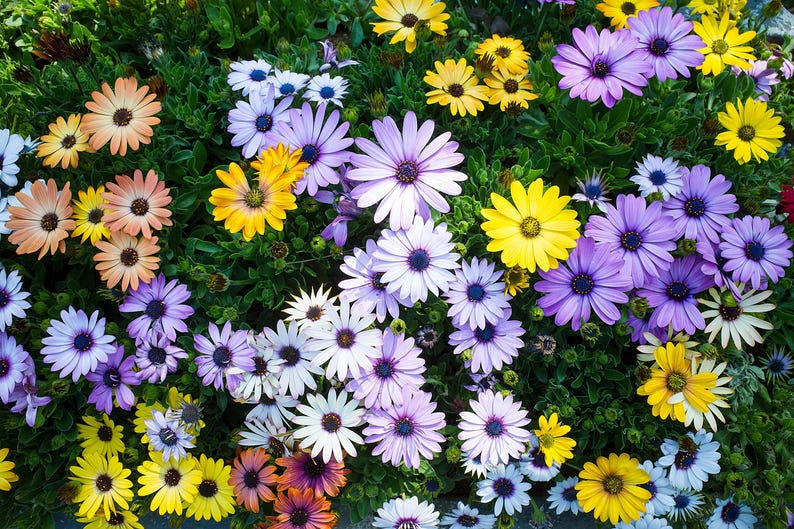 20 MIXED COLORS OSTEOSPERMUM Ecklonis African Cape Daisy Flower Seeds ...