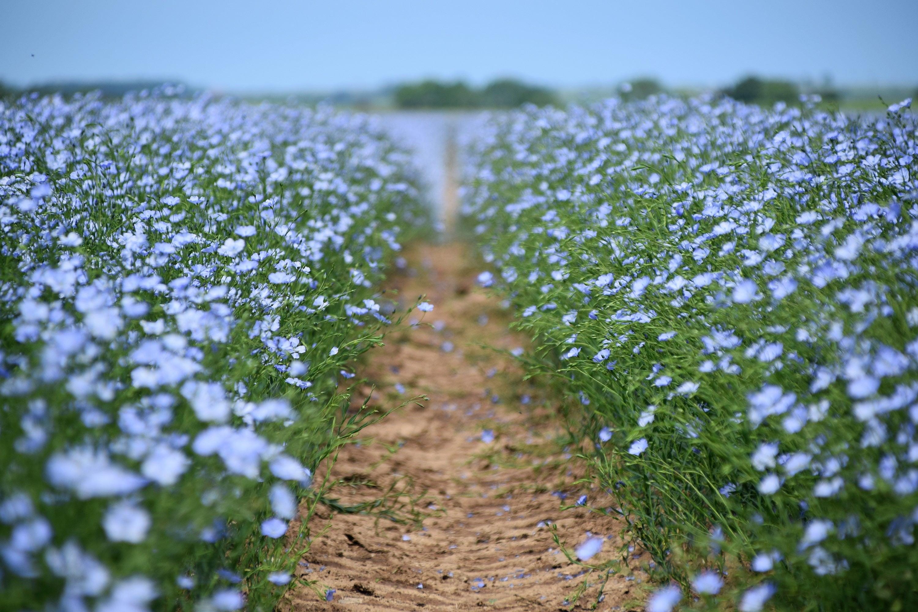 100 BLUE FLAX (prairie Flax / Lewis Blue Flax) Linum Perenne Lewisii ...