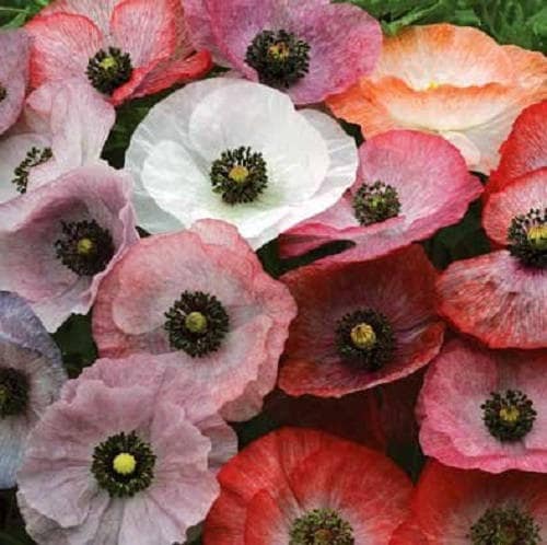 100 MOTHER Of PEARL POPPY Mix Papaver Rhoeas Flower Seeds | Etsy