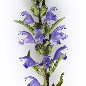 50 Purple False Dragon DRAGONS HEAD Obedient Plant Dracocephalum Flower ...