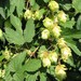 25 COMMON HOPS European Humulus Lupulus Vine Seeds Beer Making ...