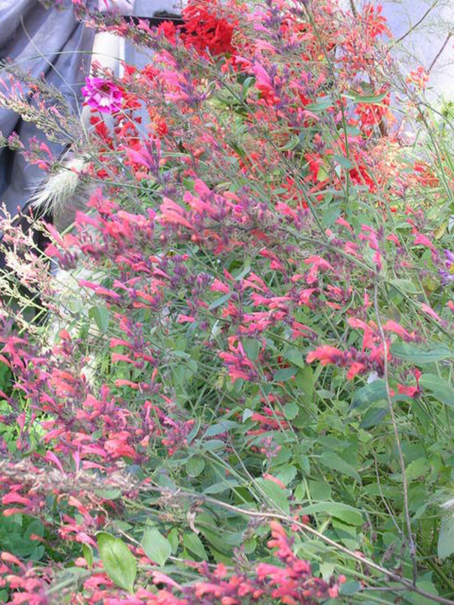 30 Red AGASTACHE HEATHER QUEEN Hummingbrid Mint Hyssop Flower Herb ...