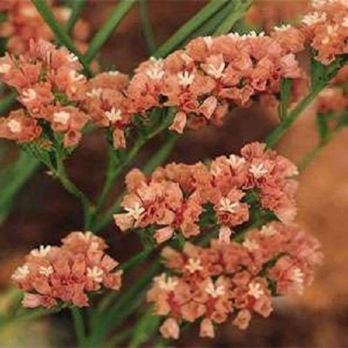 50 Pacific Mix STATICE (sea Lavender) Mixed Colors Limonium Sinuatum ...