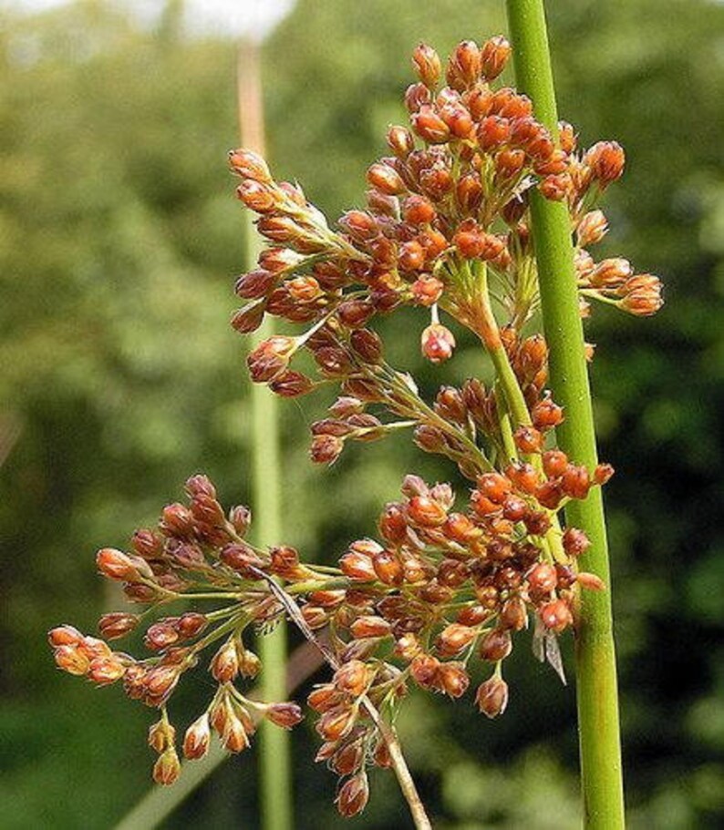 1000 SOFT RUSH common Rush Juncus Effusus Ornamental Grass - Etsy