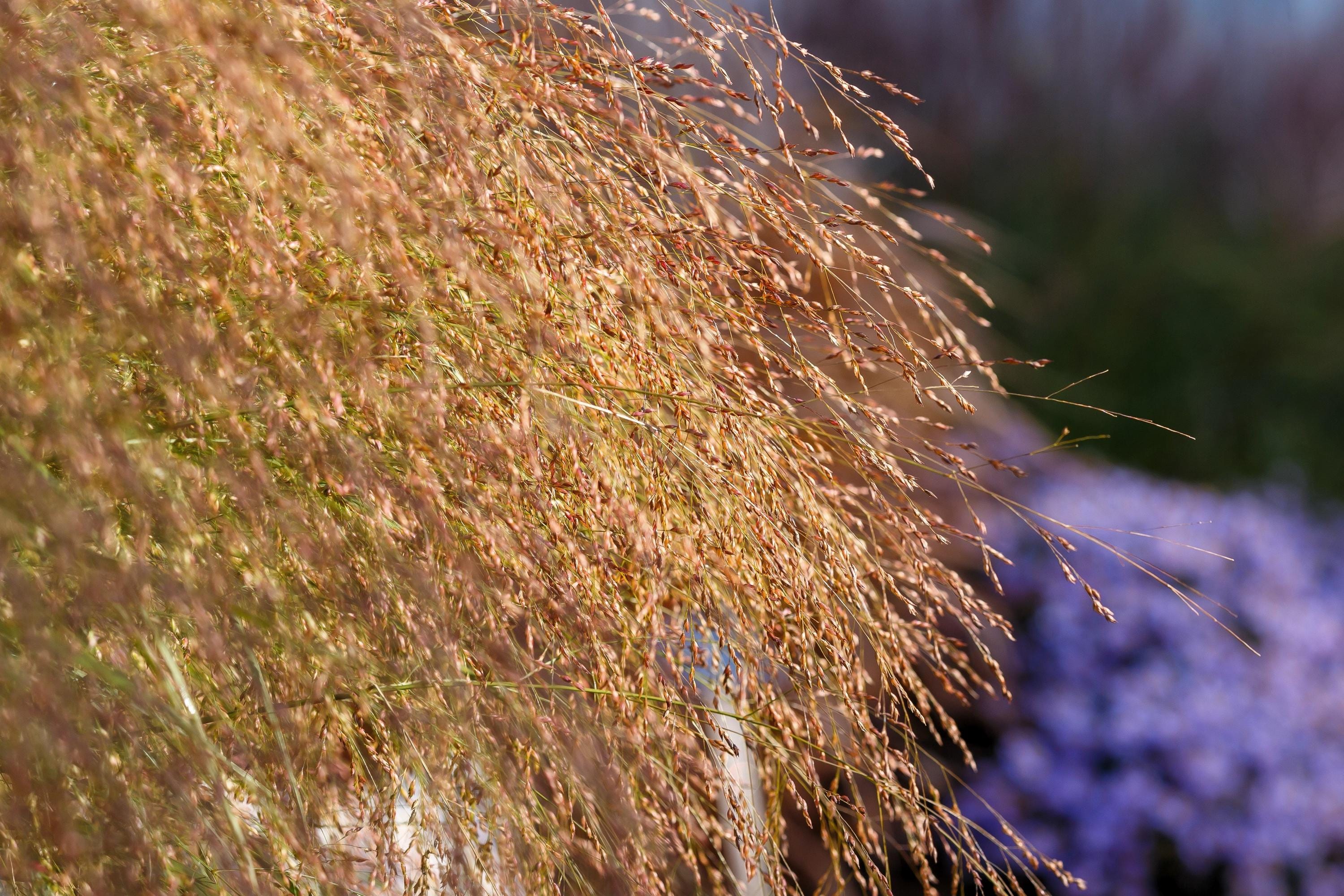 1000 SWITCHGRASS Tall Panic Switch Grass Panicum Virgatum Red Flower ...