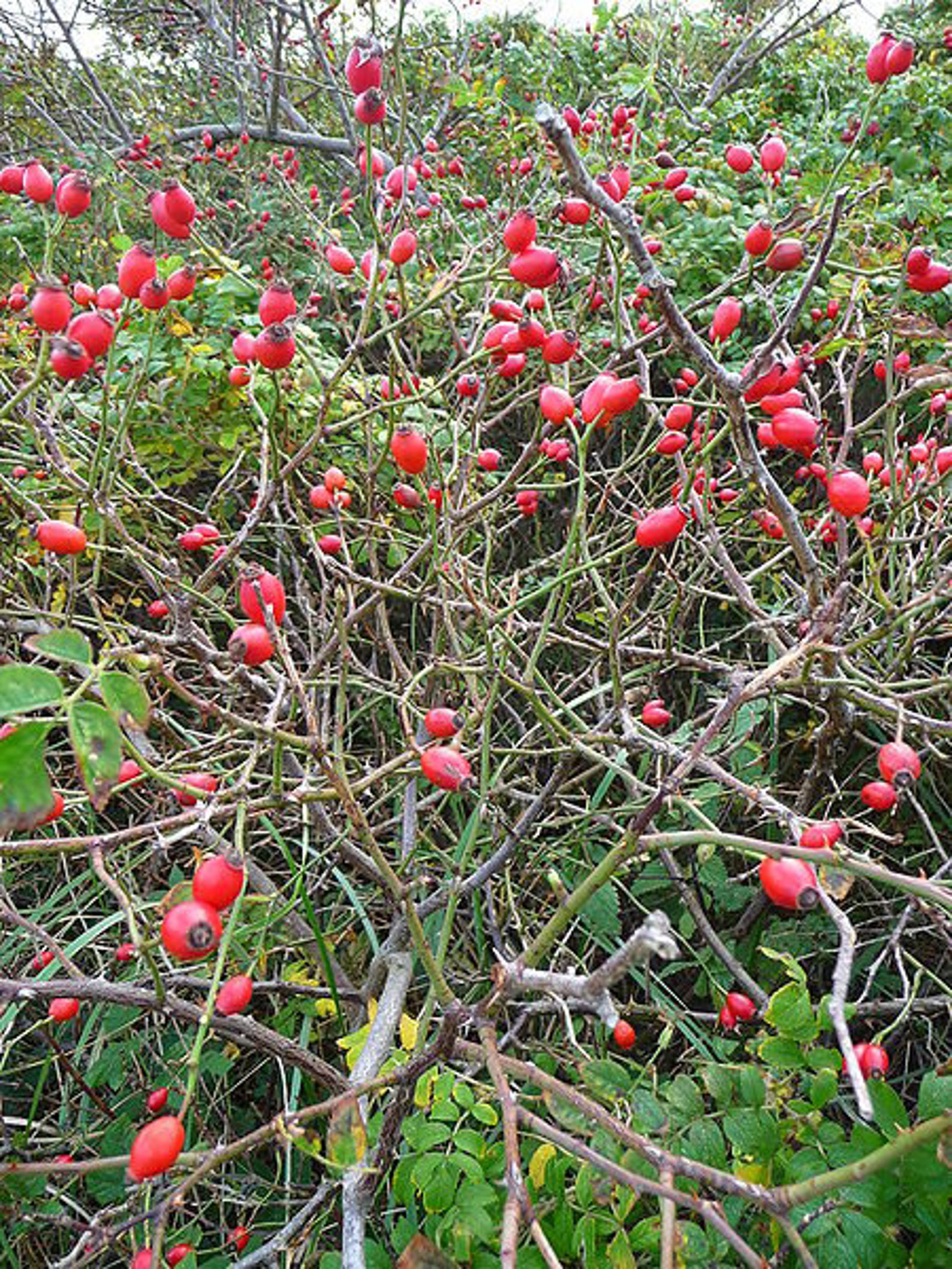 50 Thornless Pink DOG BRIER ROSE Bush Rosa Canina Inermis | Etsy