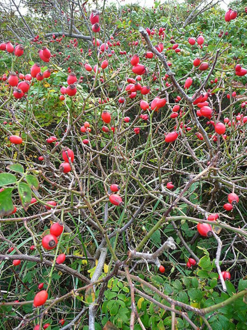 50 Thornless Pink DOG BRIER ROSE Bush Rosa Canina Inermis - Etsy Canada