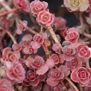50 Red DRAGONS BLOOD SEDUM Stonecrop Sedum Spurium Flower Seeds - Etsy