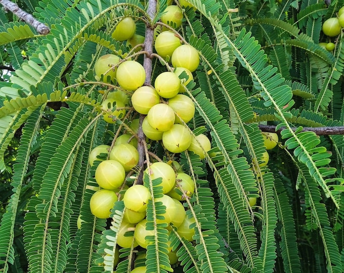 AMLA Live Plant Aka Emblica Officinalis Indian Gooseberry Phyllanthus ...