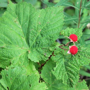 50 THIMBLEBERRY Rubus Parviflorus Edible Red Berry Fruit Native White ...