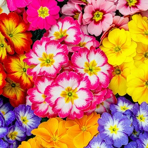 50 MIXED Colors ENGLISH PRIMROSE Primula Vulgaris Acaulis Shade ...