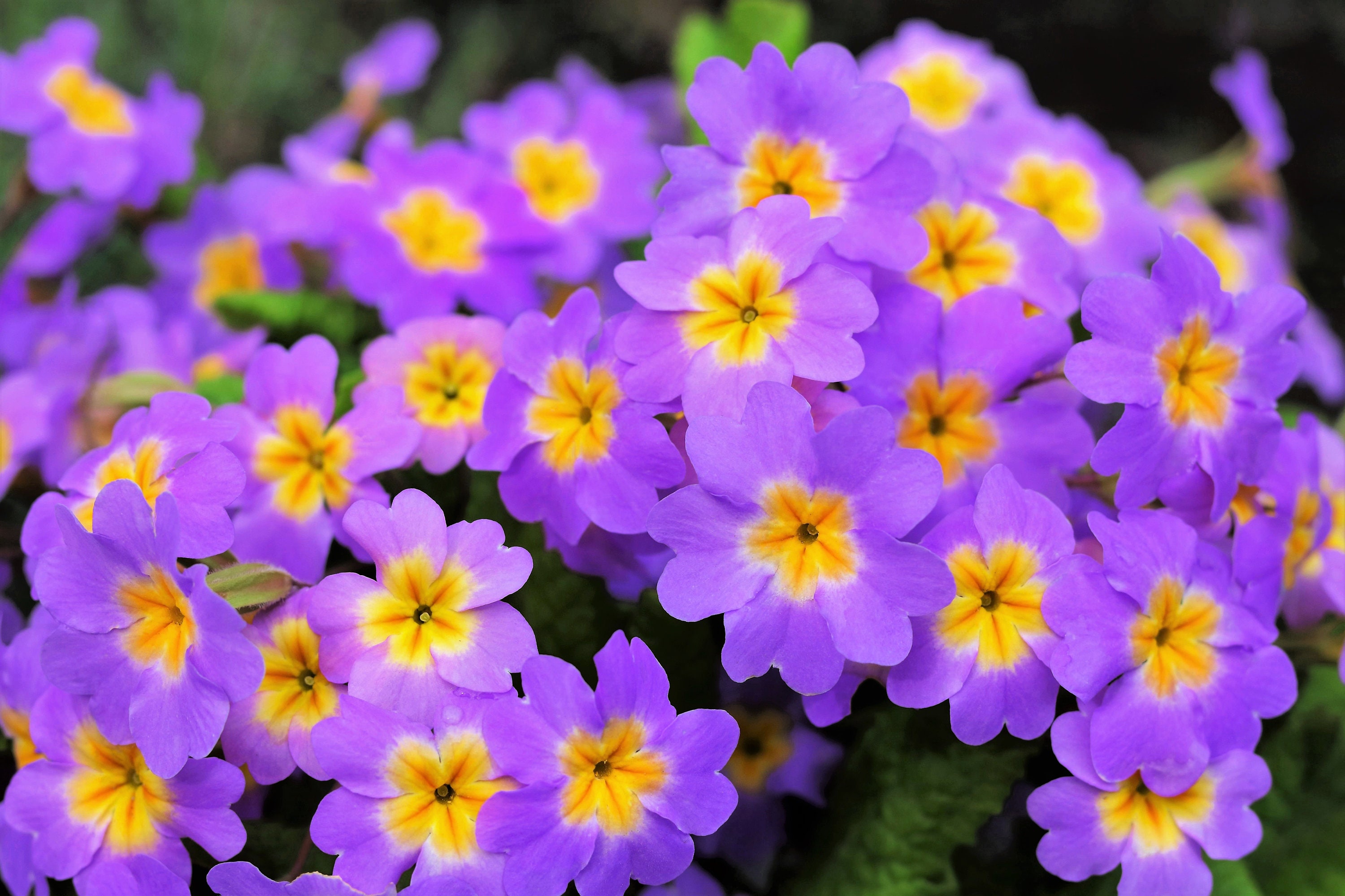 50 MIXED Colors ENGLISH PRIMROSE Primula Vulgaris Shade - Etsy