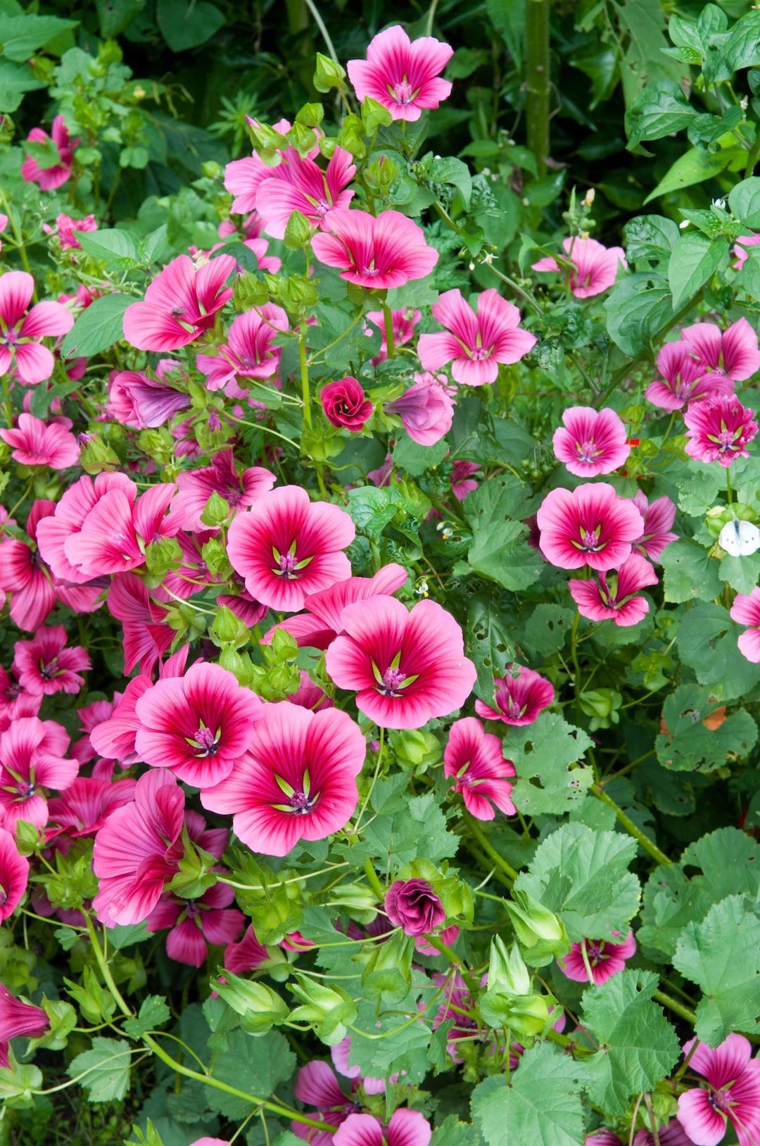 10 VULCAN MALOPE Trifida / Mallowwort / Mallow Flower Seeds *comb S/H ...