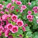 10 VULCAN MALOPE Trifida / Mallowwort / Mallow Flower Seeds *comb S/H ...