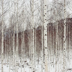 100 WHITE Japanese BIRCH TREE Betula Platyphylla Japonica Seeds - Etsy