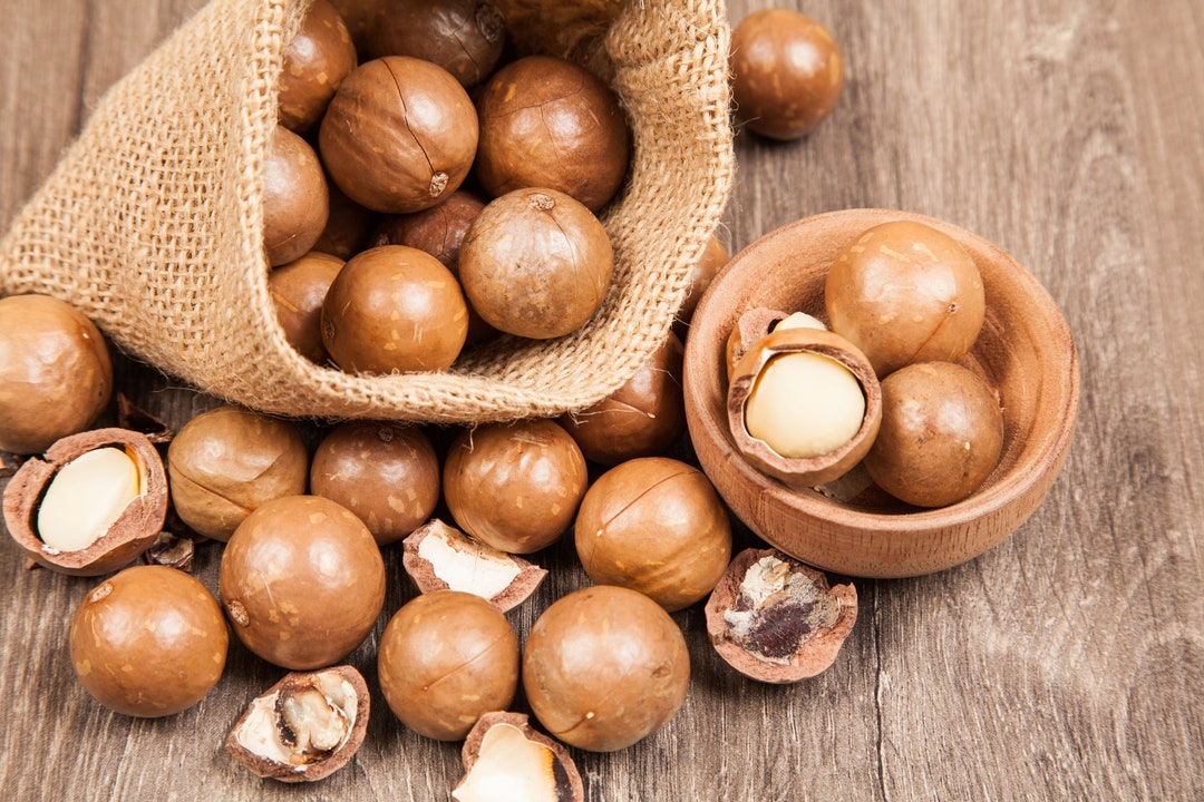 5 MACADAMIA NUT Tree Macadamia Integrifolia Brown Shell Beige Nut Fruit ...