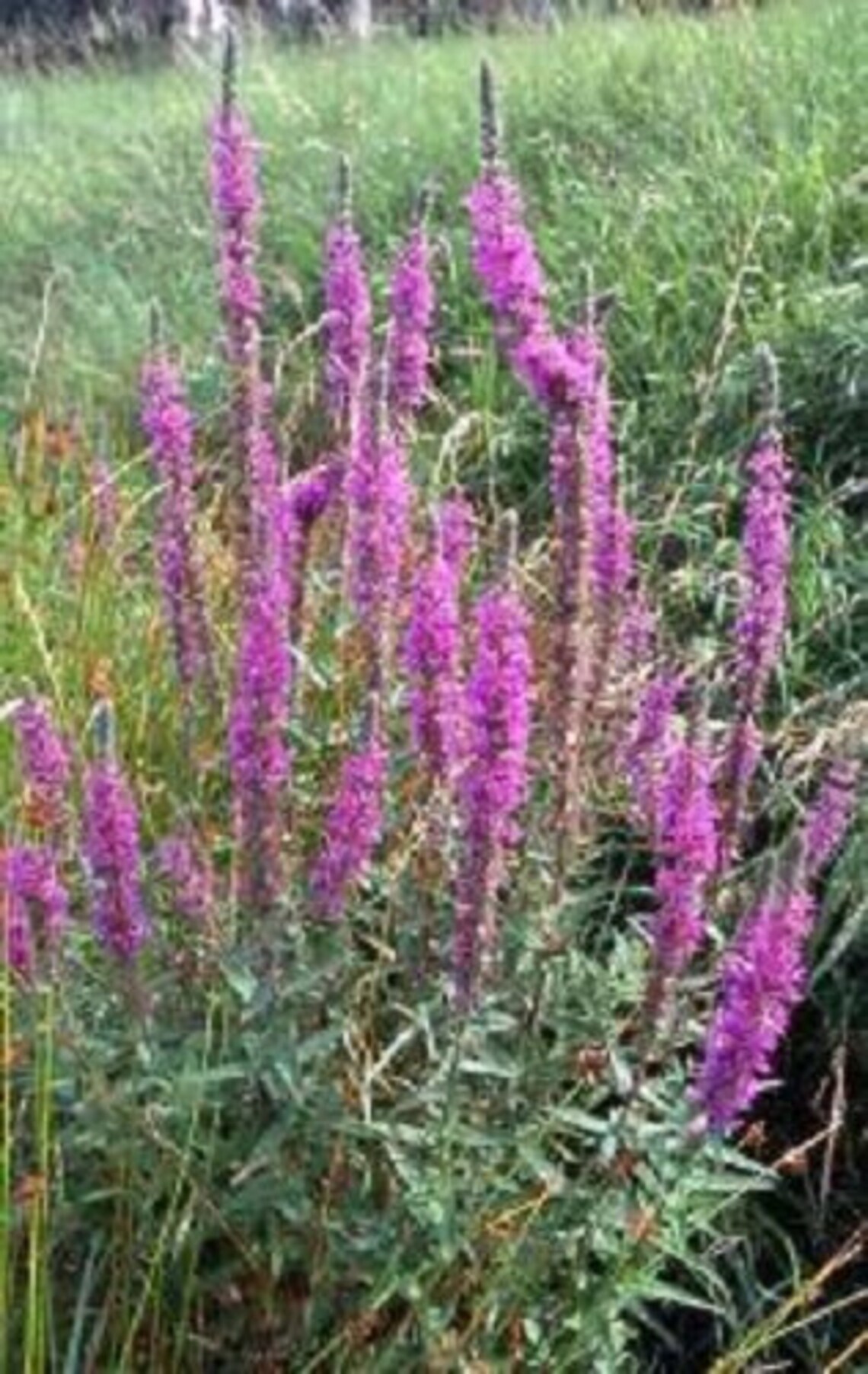 1000 PINK WINGED LOOSESTRIFE Lythrum Alatum Flower Seeds | Etsy