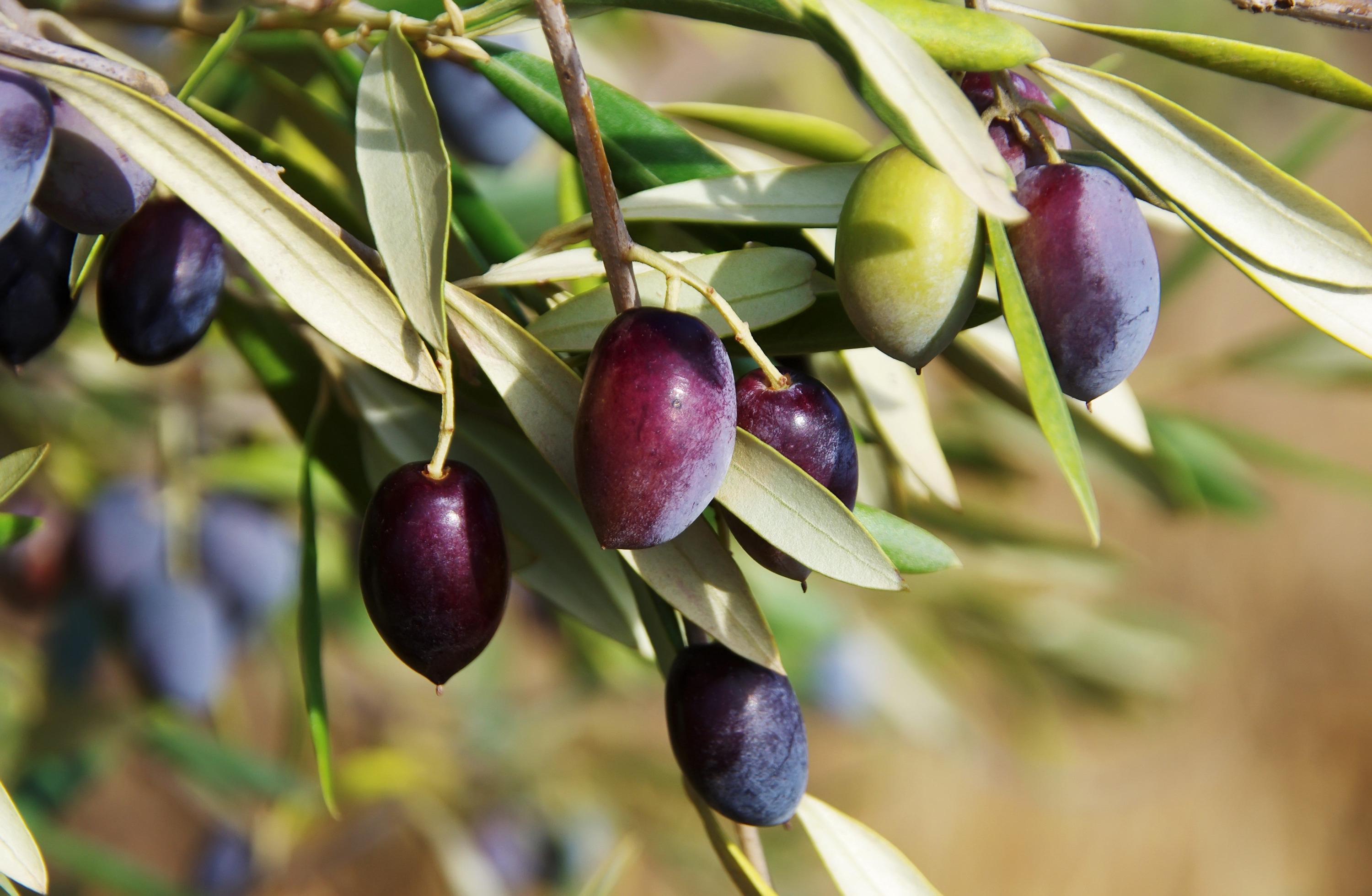 10 CANINO OLIVE TREE Olea Europaea Canino Edible European Common Green ...