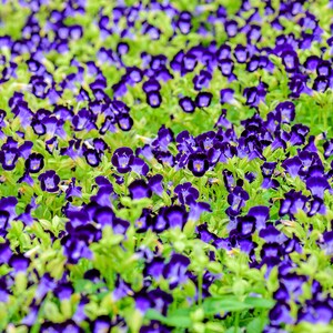 10 KAUAI MIX TORENIA Fournieri Sun or Shade Wishbone Flower Seeds ...