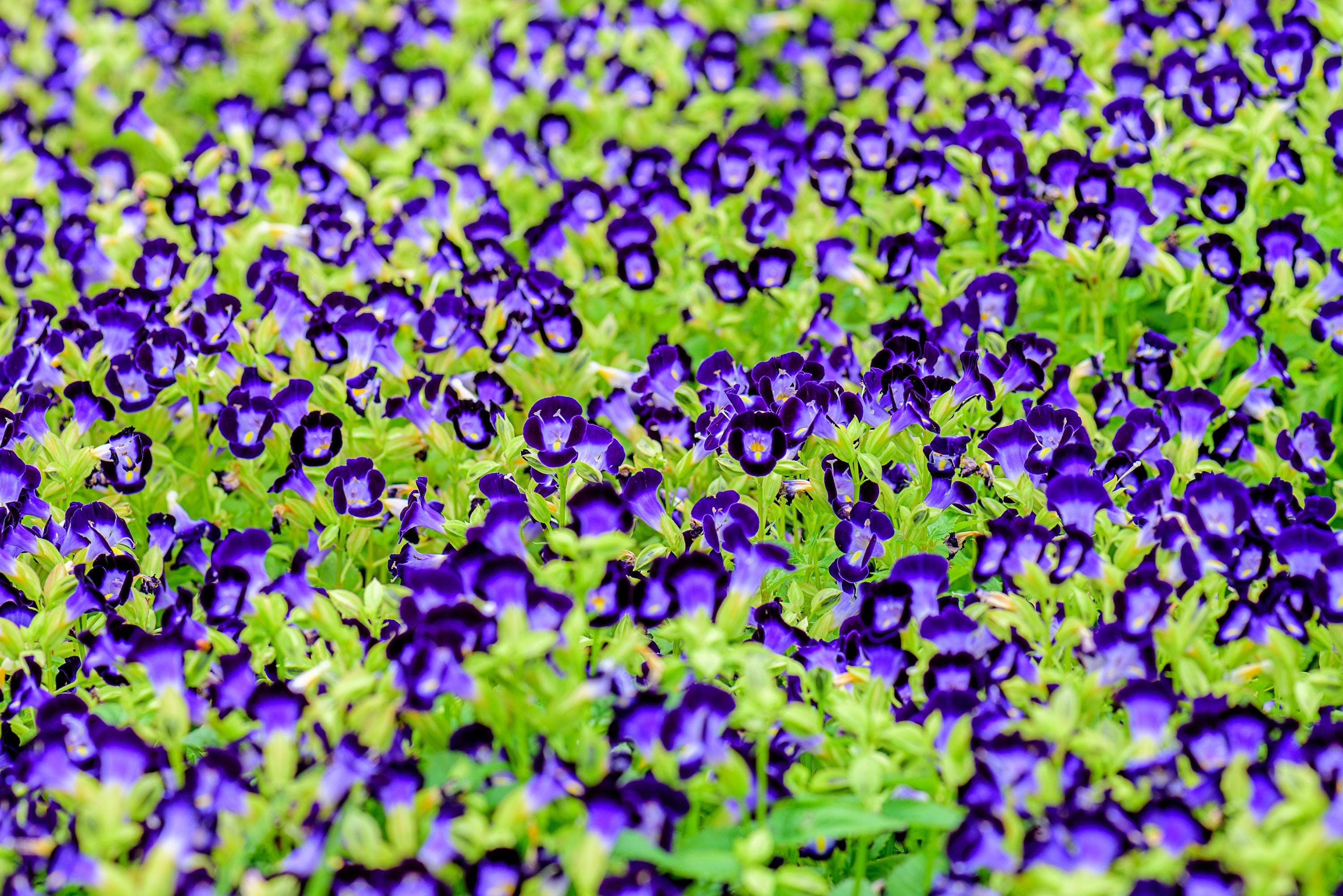 10 KAUAI MIX TORENIA Fournieri Sun or Shade Wishbone Flower Seeds ...