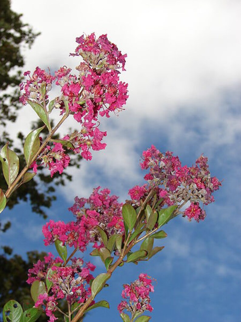 35 Dark PINK CREPE MYRTLE Lagerstroemia Indica Flowering Shrub - Etsy