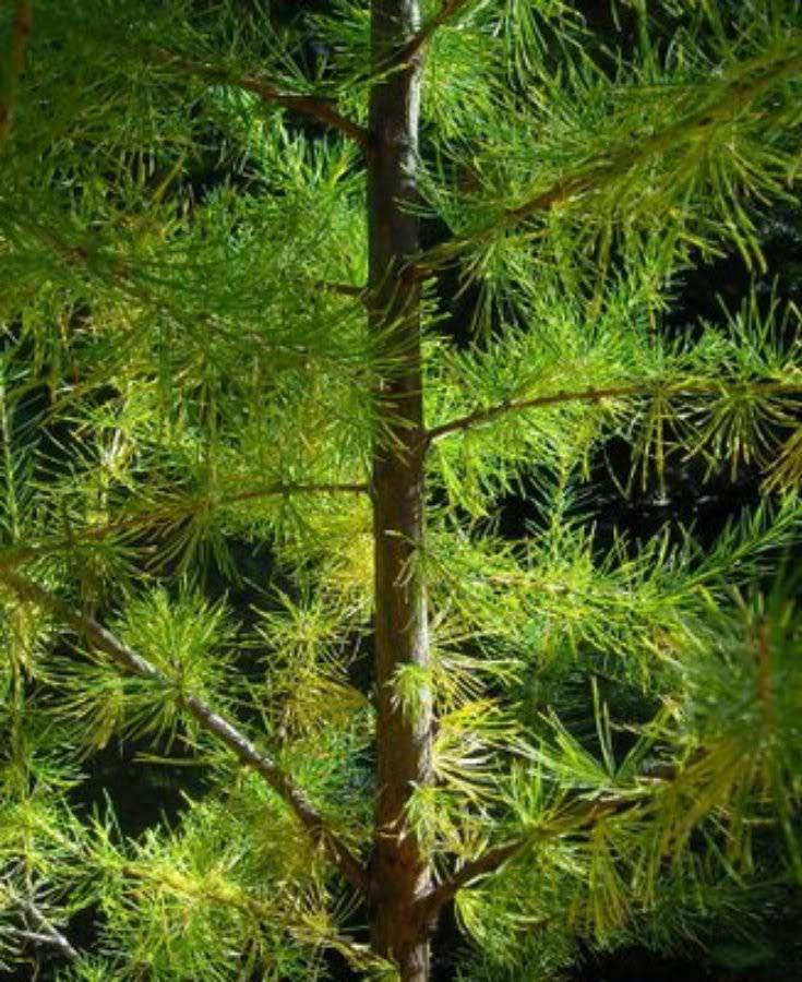 25 EUROPEAN LARCH TREE Pine Pinetree Evergreen Larix Decidua Seeds - Etsy
