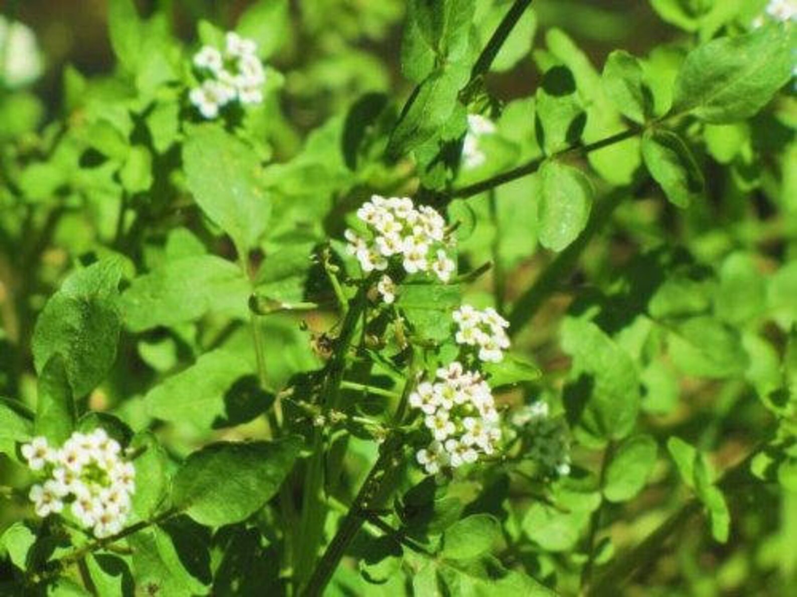 1000 Fine Curled PEPPERGRASS / PEPPERCRESS / WATERCRESS | Etsy