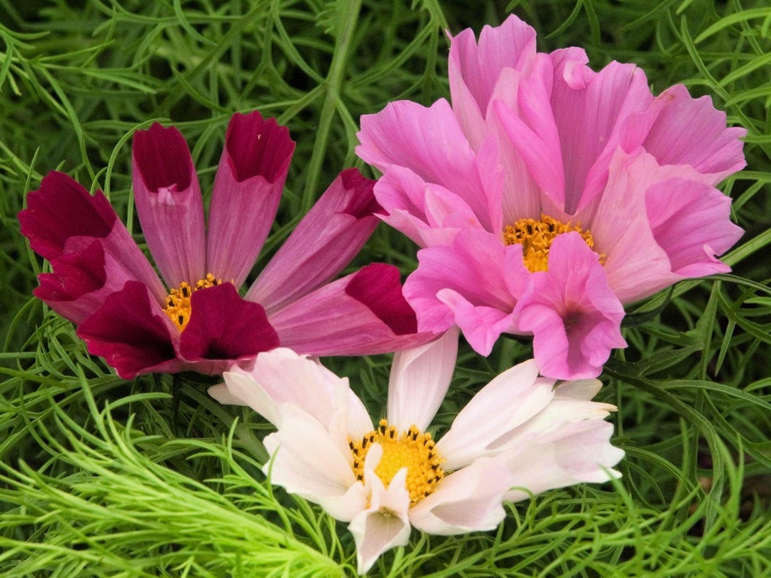 200 COSMOS SEASHELLS Cosmos Bipinnatus Sea Shells Flower Seeds - Etsy