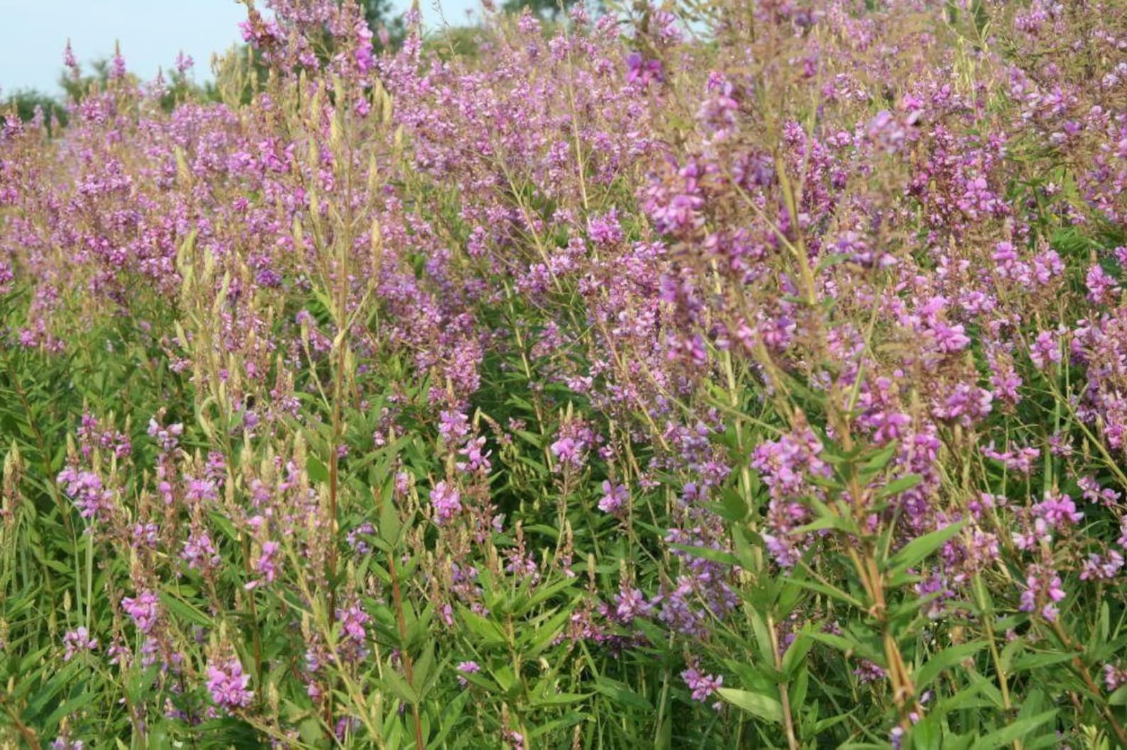 200 SHOWY PINK TREFOIL Stick Tights Flower Seeds flat - Etsy