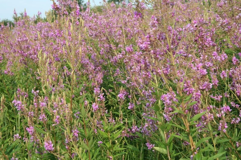 200 SHOWY PINK TREFOIL Stick Tights Flower Seeds flat - Etsy