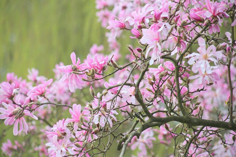 5 LOEBNER MAGNOLIA Loebneri TREE Shrub Seeds - Cross of M Stellata ...