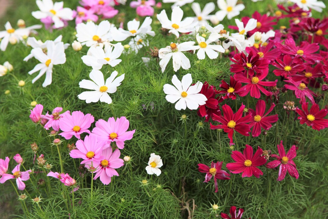 300 Mixed Colors DWARF COSMOS Bipinnatus Red Pink White Fast Growing ...
