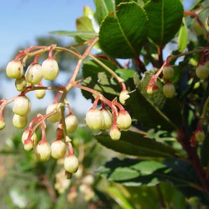 25 STRAWBERRY TREE Edible Red Berry Tree Arbutus Unedo Seeds Irish ...