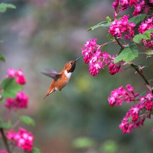 25 RED FLOWERING CURRANT Ribes Sanguineum Aka Blood Currant Edible ...