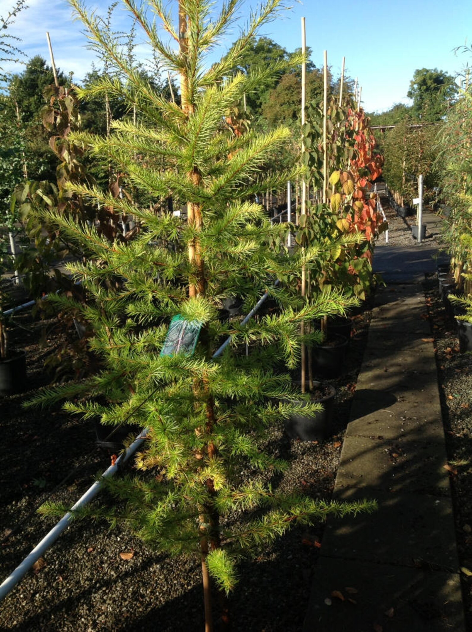 25 JAPANESE LARCH TREE Conifer Pine Cones Bonsai Larix - Etsy