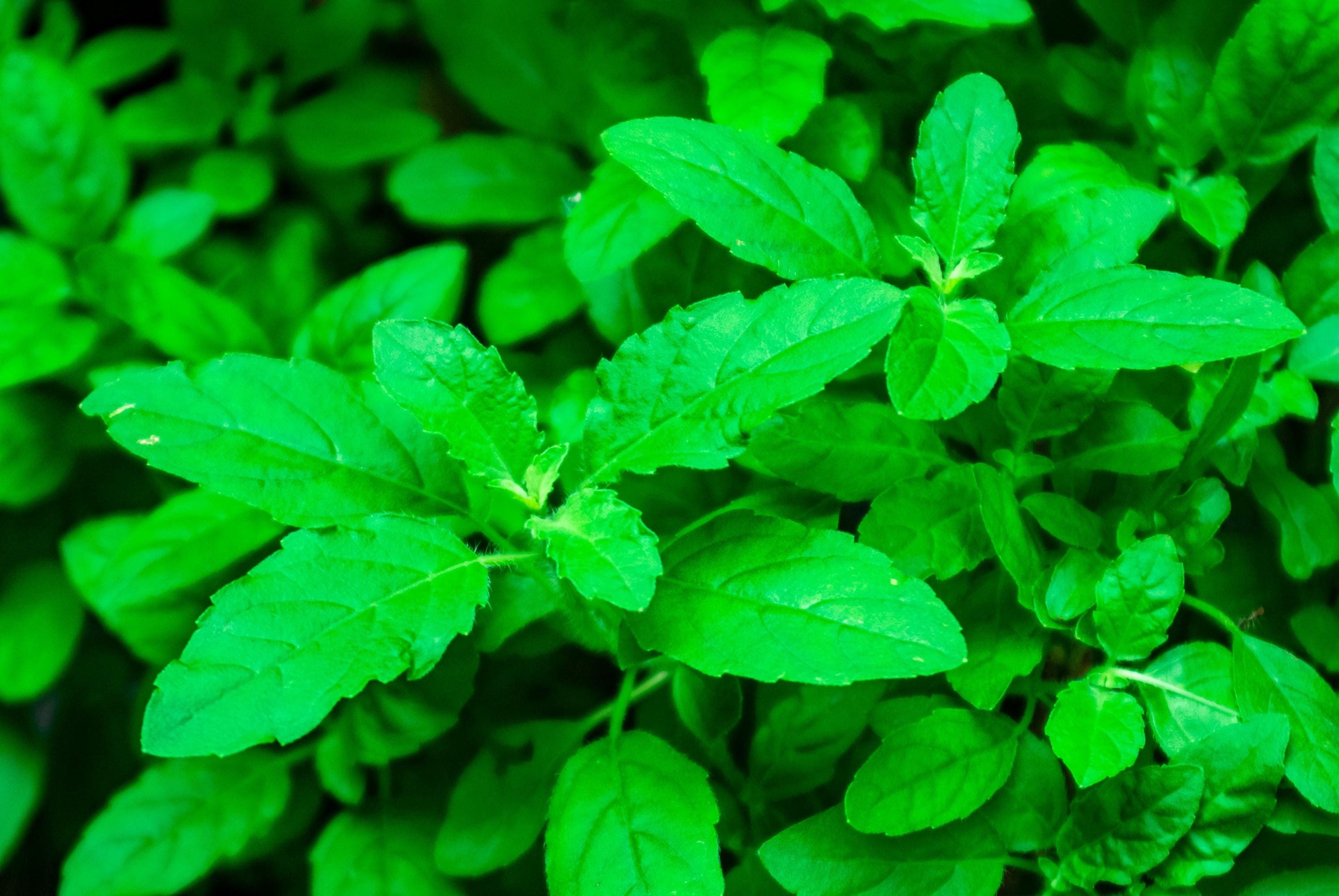 500 CLOVE BASIL Ocimum Basilicum Herb Flower Seeds - Etsy