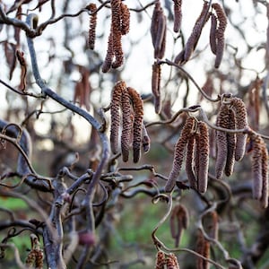 5 EUROPEAN HAZELNUT TREE Aka Common Filbert Corylus avellana Fruit Nut ...