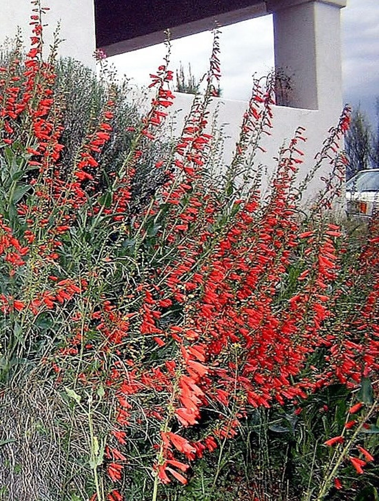 150 Eatons RED FIRECRACKER PENSTEMON Eatonii Flower Seeds - Etsy