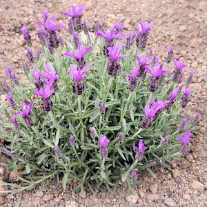 100 FRENCH LAVENDER Aka Butterfly Lavender, Spanish, Topped Lavandula ...