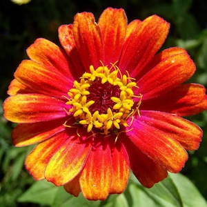50 CAROUSEL MIX ZINNIA Elegans Carrousel Whirligig Mixed Colors Bicolor ...