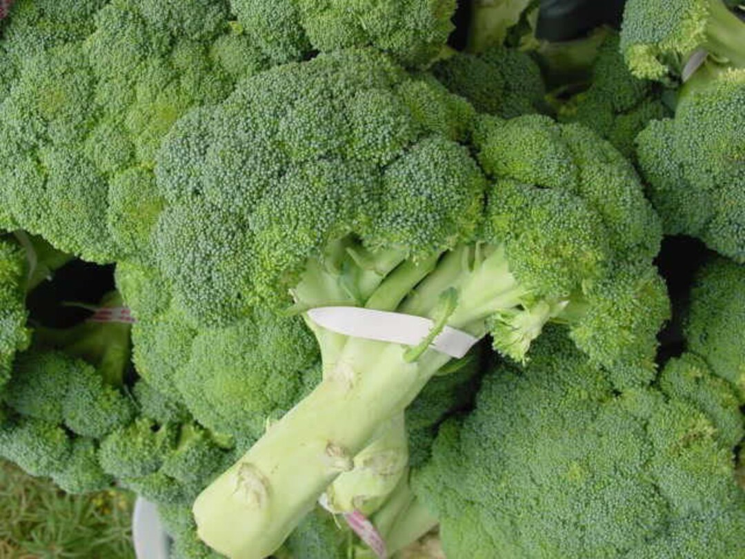 1000 CALABRESE BROCCOLI ITALIAN Green Sprouting Vegetable Brassica ...