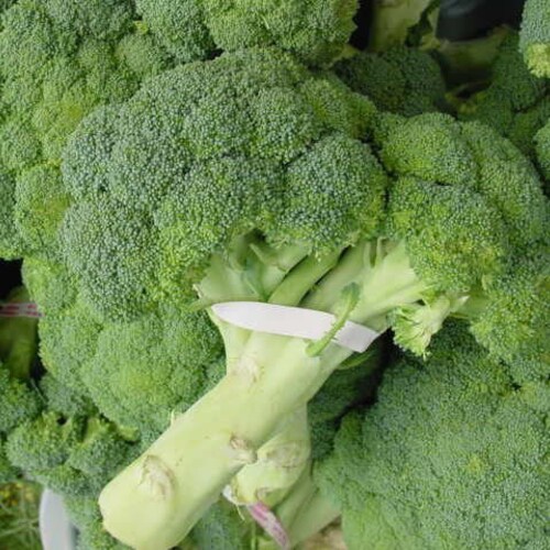 1000 CALABRESE BROCCOLI ITALIAN Green Sprouting Vegetable - Etsy